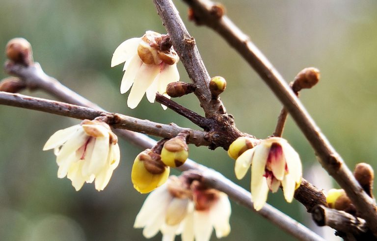 Calicanto: come coltivare la pianta che fiorisce in inverno